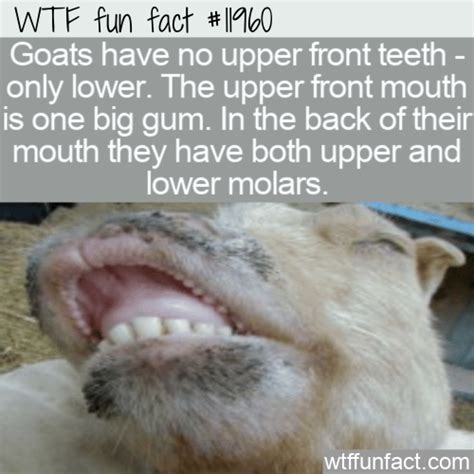 Do Goats Have Top Teeth