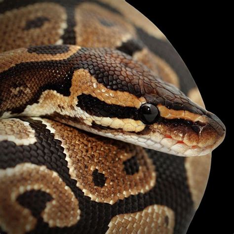 Adult Ball Python Python Regius For Sale