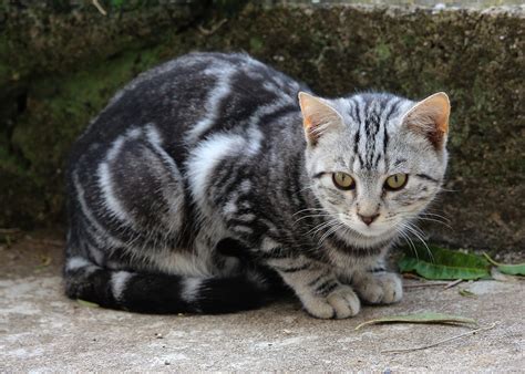 Tabby Cat Kitten Kittens Free Photo On Pixabay