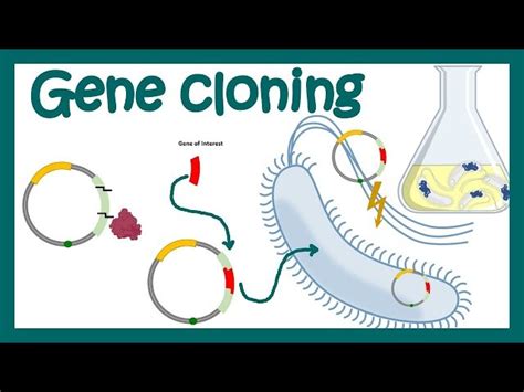Dna And Gene Cloning Services Revolutionizing Genetic Research
