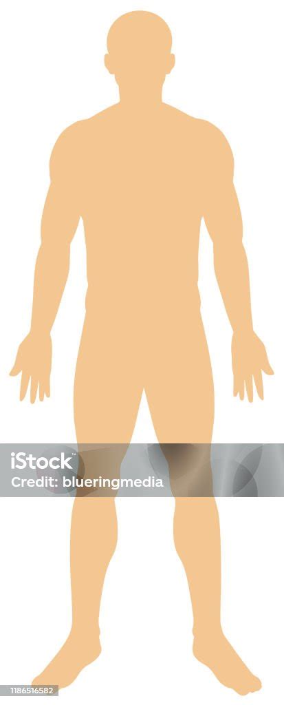 白色背景上的人類解剖學向量圖形及更多人圖片 人 全景 剪貼畫 Istock