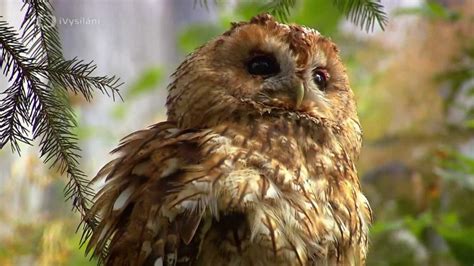 Sovy — Ptáci — Zázraky Přírody — Česká Televize