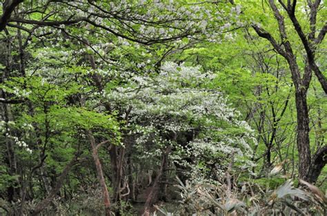 那須塩原市 深山園地のシロヤシオ 2021 毎日お疲れ05