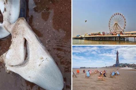 Terrifying Moment Huge Killer Shark Menacingly Stalks Defenceless Diver