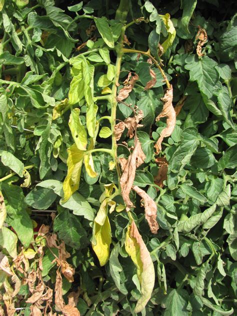 Fusarium Wilt Tomato