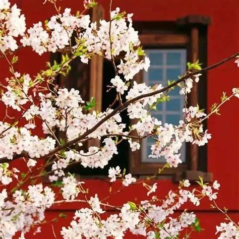 来广富林文化遗址共赴一场春天之约 万物 苏醒 连风