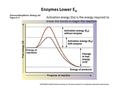 How Do Enzymes Lower Activation Energy A Level Biology At Rickey Turman
