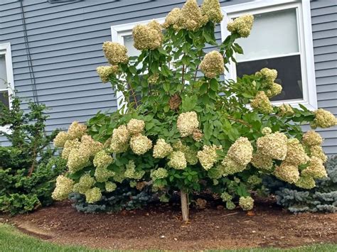 Huiming Huang On Linkedin Happy Wednesday 😁 Sharing Pictures Of