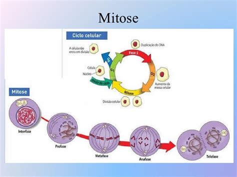 Que Es El Nucleo Interfasico Ahshery