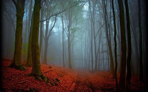 Black Forest Wallpapers Wallpaper Cave