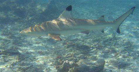 Reef Shark Snorkeling Eco Tour In Koh Phi Phi Thailand Klook