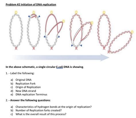Solved Problem Initiation Of Dna Replication In The Above Schematic