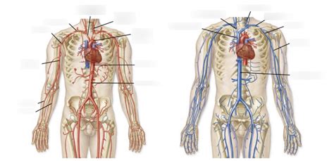 Ap Lecture 11 Major Vessels Of The Systemic Circuit Diagram Quizlet