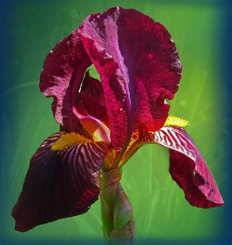 Chronicles Of Whimsy Iris Of Whimsy