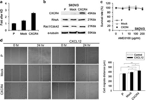 Targeting The Cxcr4cxcl12 Axis In Treating Epithelial Ovarian Cancer