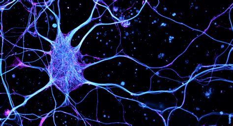 Neurons Confocal Fluorescence Microscopy Artofit