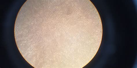 人主动脉平滑肌 武汉钬飞生物科技有限公司