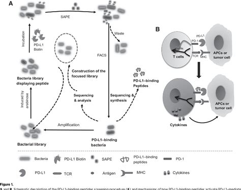 Figure 1 From Peptide Blocking Of Pd 1pd L1 Interaction For Cancer