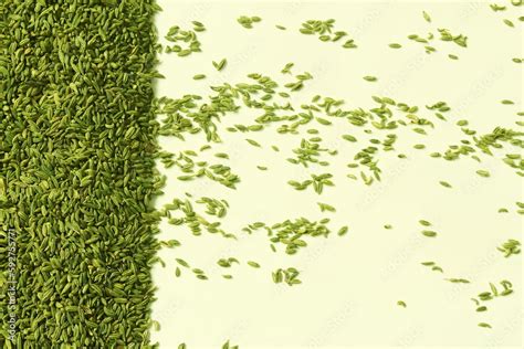 Dried Green Fennel Seeds Or Saunf Herb Also Known As Variyali Mukhvas In India Isolated On White
