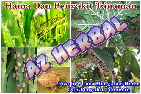 Cara Mengatasi Hama Dan Penyakit Tanaman ~ Sot Hcs Suplemen Organik