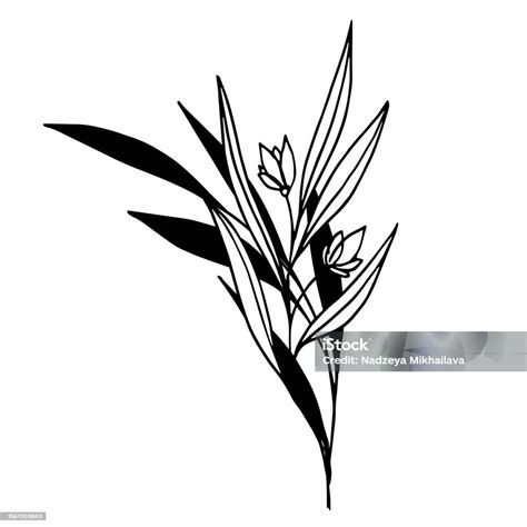 Stock Ilustrace Vektorová Botanická Ilustrace Větvička S Listy A Květy
