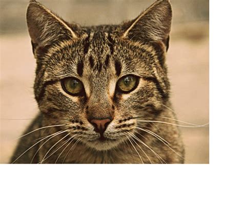Generar Im Genes Con Deno De La Forma M S Eficiente Con Imagescript
