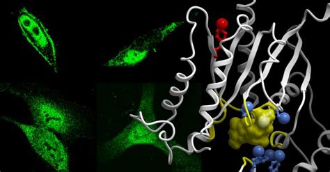 Phosphor Image Eurekalert Science News Releases