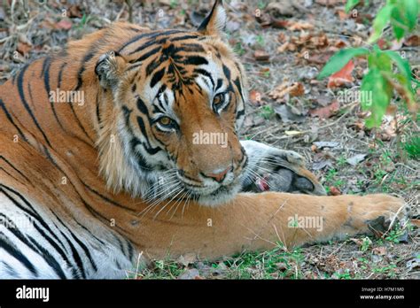 Male Tiger Panthera Tigris Kanha National Park Madhya Pradesh India