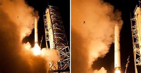 Frog Launched By Nasa Imgur