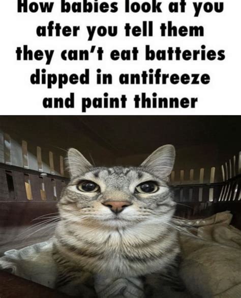 The Spicy Felines Running Amuck Leaving Hoomans All Over Awwestruck