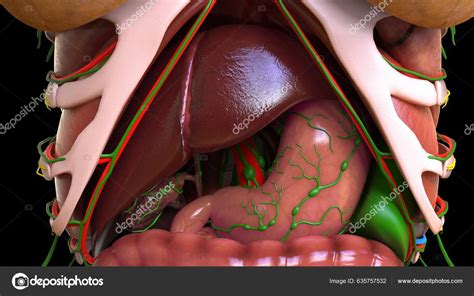 Human Anatomy Internal Organs Liver Anatomy Medical Concept