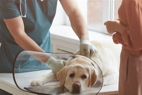 How To Prevent Kennel Cough In Puppies At Will Mcguirk Blog