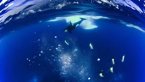How Do Penguins Get Pregnant A Step By Step Guide