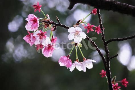 春の美しい桜の花 No 25520300｜写真素材なら「写真ac」無料（フリー）ダウンロードok