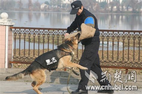 荆楚网记者探营武汉警犬基地组图 新闻中心 新浪网
