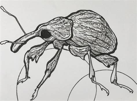 Boll Weevil By Psuth Art On Deviantart