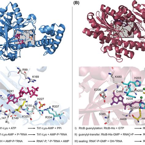 Fungal Trl1 And Archaeal Rtcb Trna Ligase Active Site Structure And Download Scientific Diagram