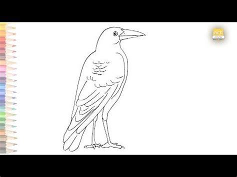 The Easiest Way To Draw An Australian Magpie How To Draw A Magpie Outline Drawings