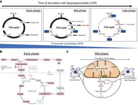 Mitochondrial Retrograde Signalling Mrc Mitochondrial Biology Unit