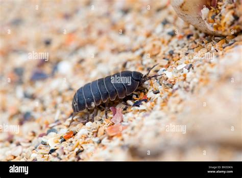 Common Pill Woodlouse Armadillidium Vulgare On Shingle Stock Photo