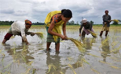 Monsoon Rainfall Update News Vigorous Monsoon Rains Lead To 25 Rise