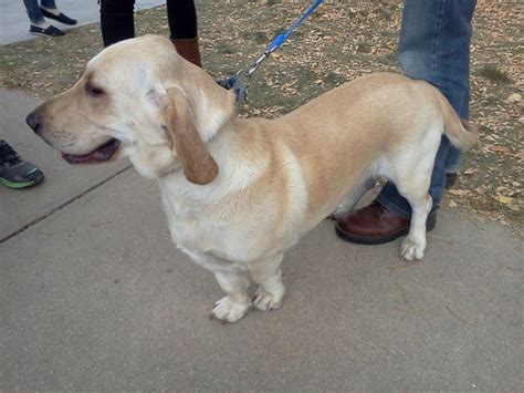 10 Heart Melting Basset Hound Mix Breeds To Aww Over