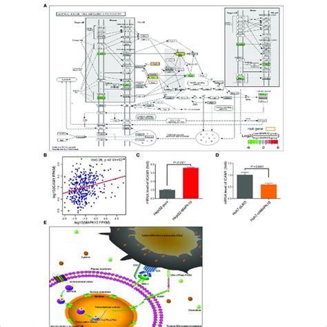 Predicted Transcription Factor Binding Sites TFBSs Of C Jun In The