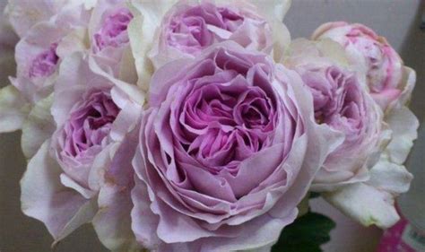 喜欢菊花，不如养盆“高档玫瑰”伊芙紫苑，如梦如幻，美艳迷人