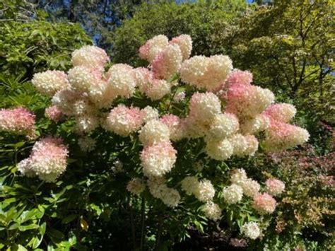 Hydrangea Paniculata Grandiflora Pee Gee Hydrangea 100 Seeds Garden Planting