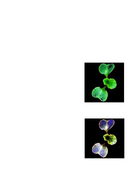 机器学习课程设计《植物幼苗分类》zip资源 Csdn文库