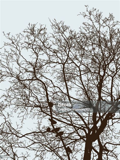 Silhouettes De Branches Darbres Et Doiseaux En Saison Froide Vecteurs