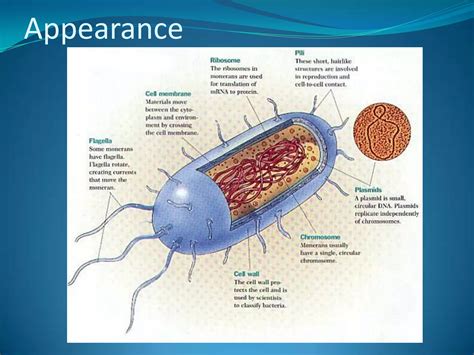 1 1 Classification Of Microbes Pptx