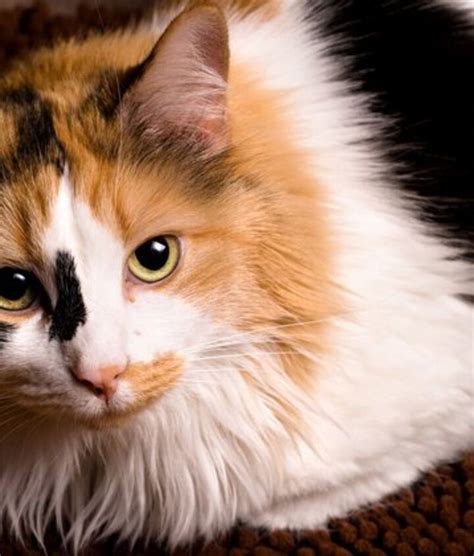 Rare Calico Cat Colors
