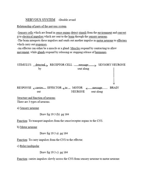 Nervous System Double Award Pdf Neuron Axon